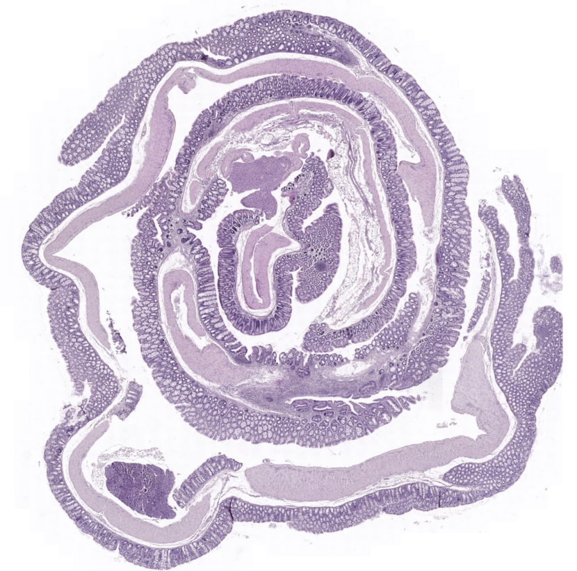 Histology – Synovo